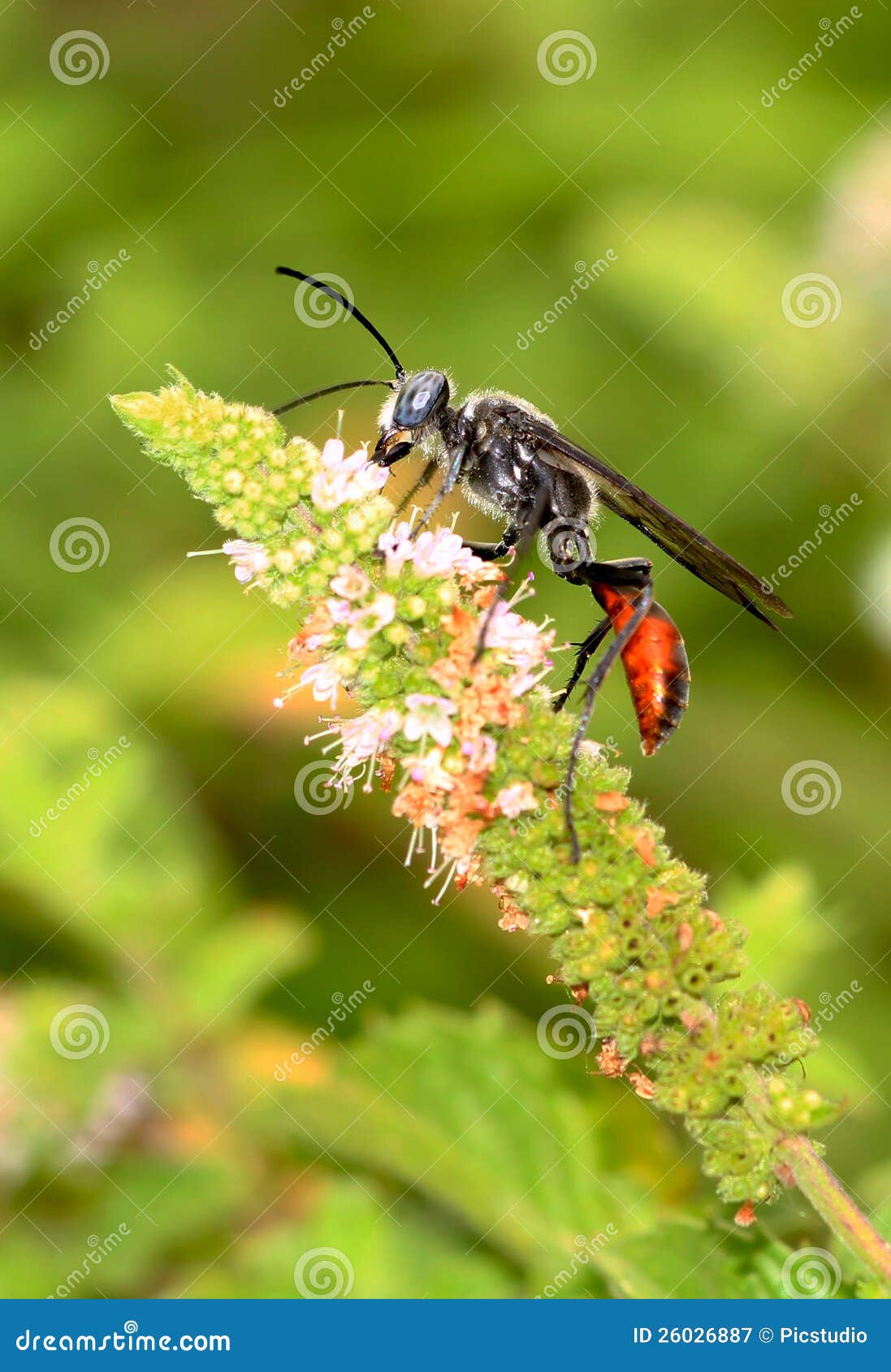 Zwarte wesp stock afbeelding. Image of openlucht, antenne - 26026887