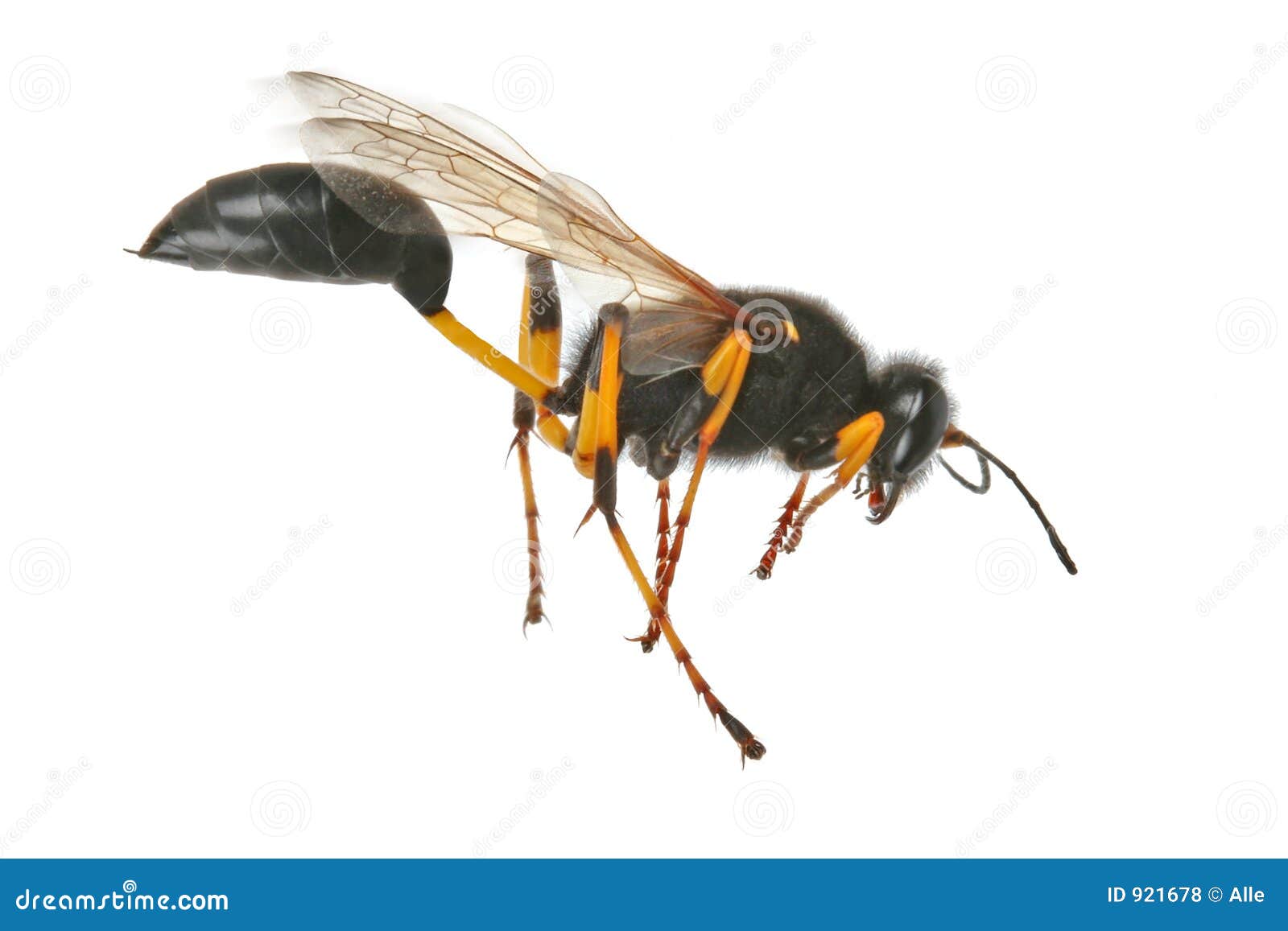 Zwarte wesp stock foto. Image of insect, entomologie, steek - 921678