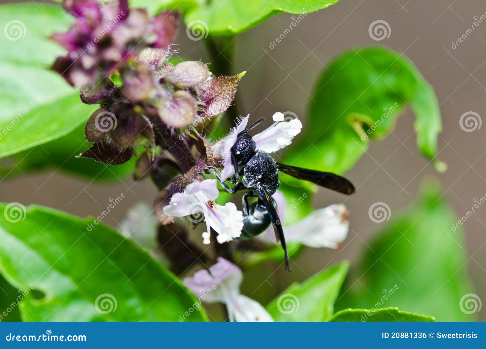 Zwarte wesp in groene aard stock foto. Image of wesp - 20881336
