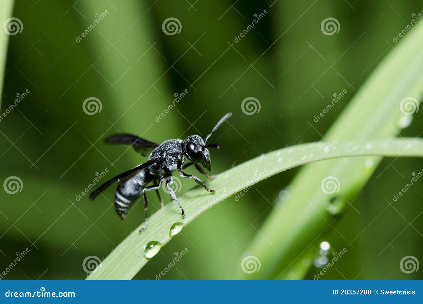 Zwarte wesp op groen blad stock foto. Image of gestreept - 20357208