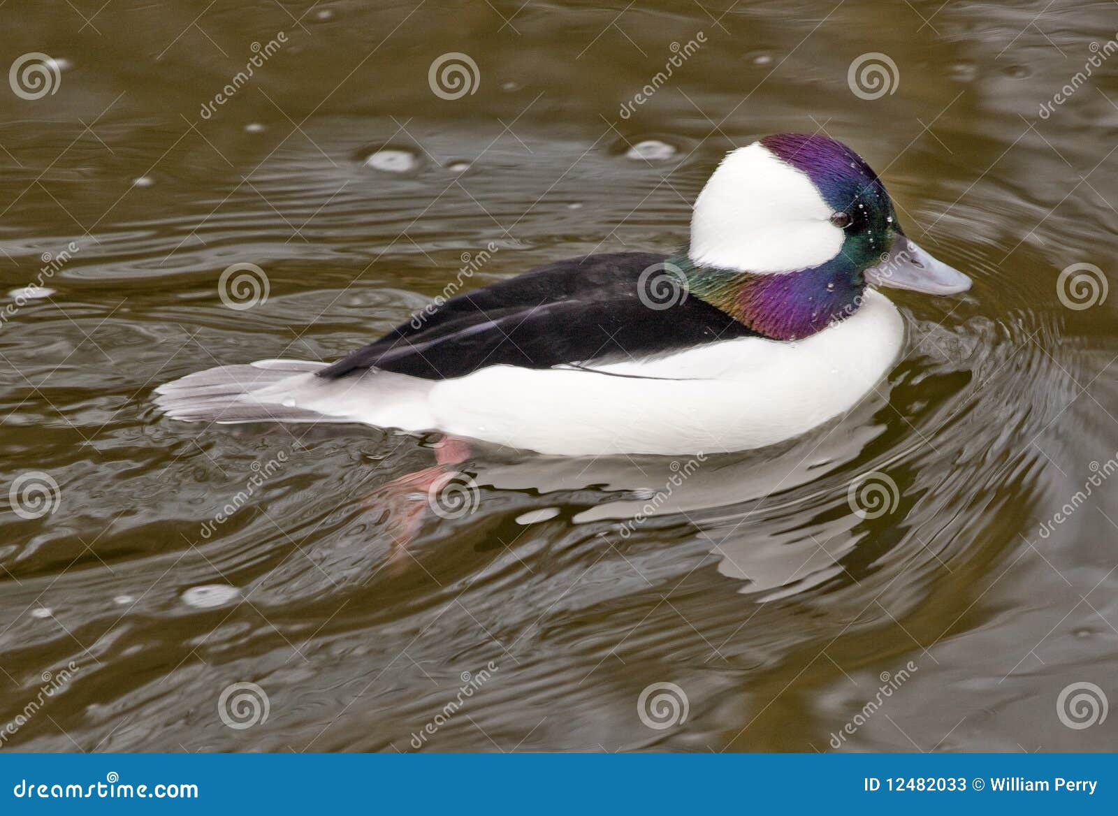 Zwarte Witte Eend Bufflehead Stock Afbeelding - Image of gevederte ...