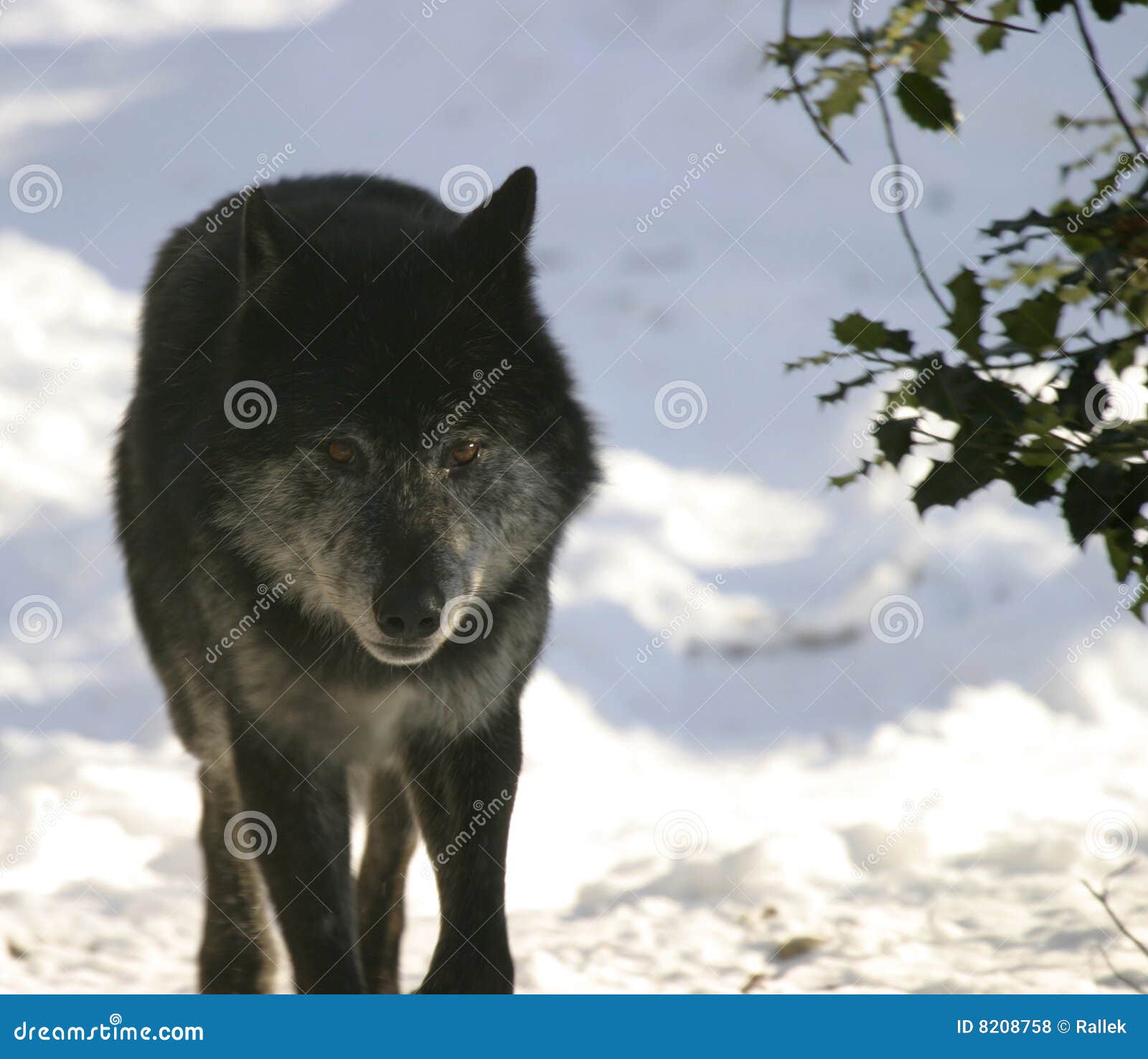 Zwarte wolf stock foto. Image of zwart, nave, wandel, staar - 8208758