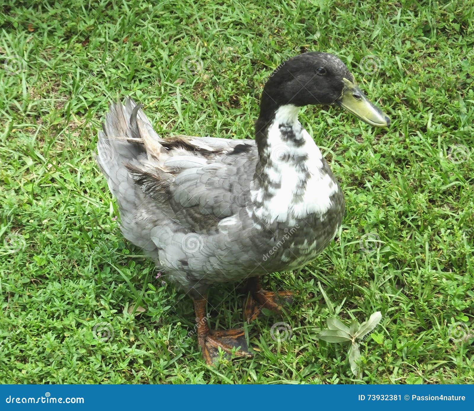 Zwarte Zweedse Eend stock afbeelding. Image of eend, gevogelte - 73932381