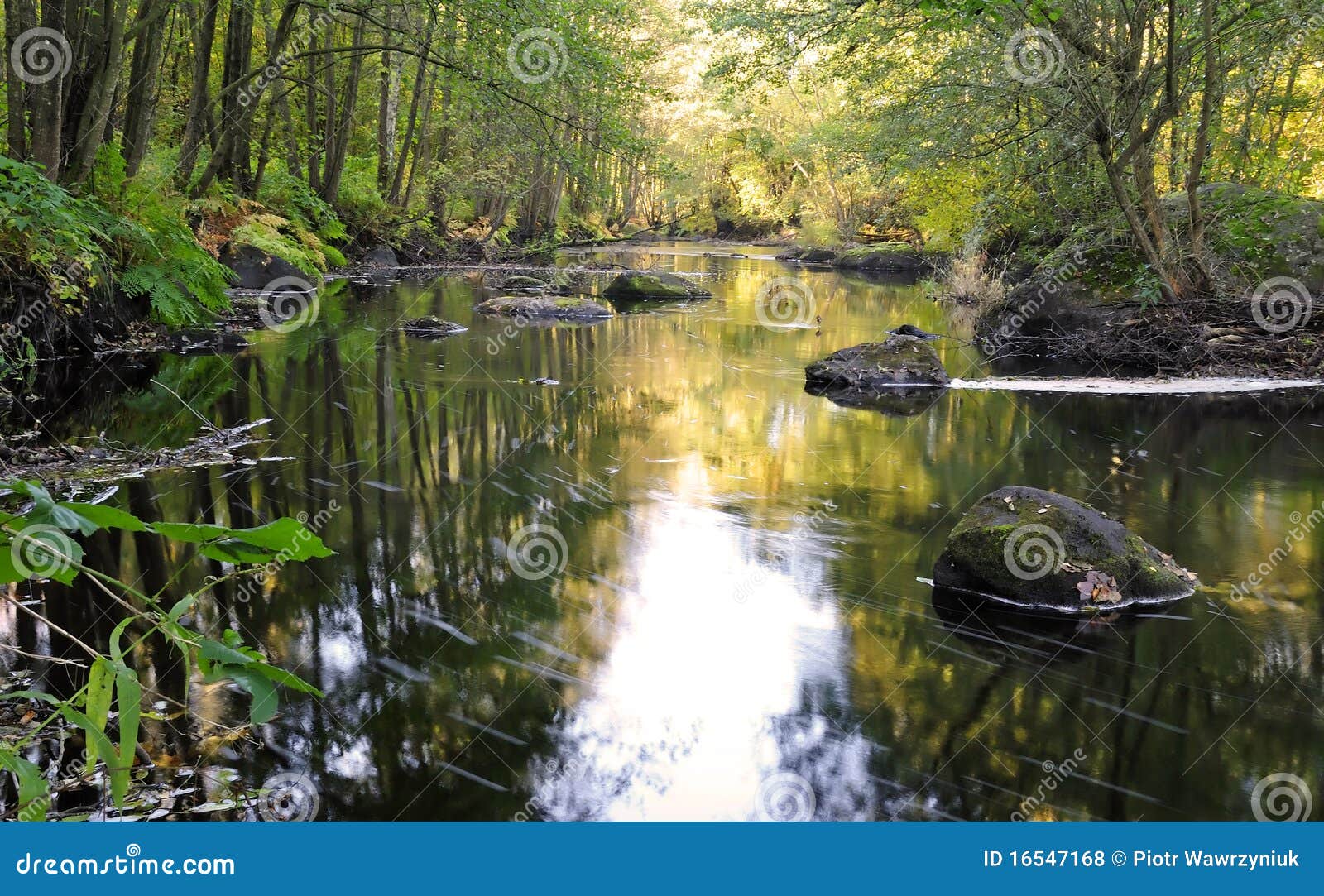Zweedse Maagdelijke Rivier in Bos Stock Foto - Image of naughty, blauw ...