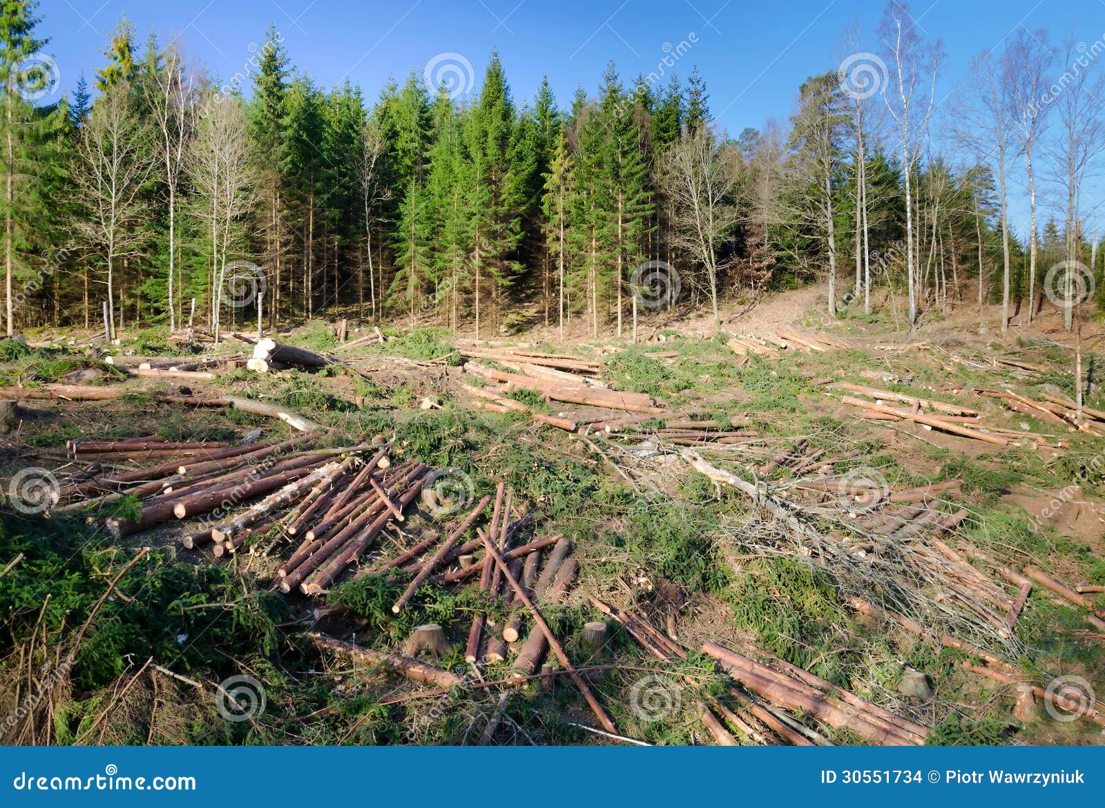 Zweedse ontbossing stock foto. Image of land, behoud - 30551734