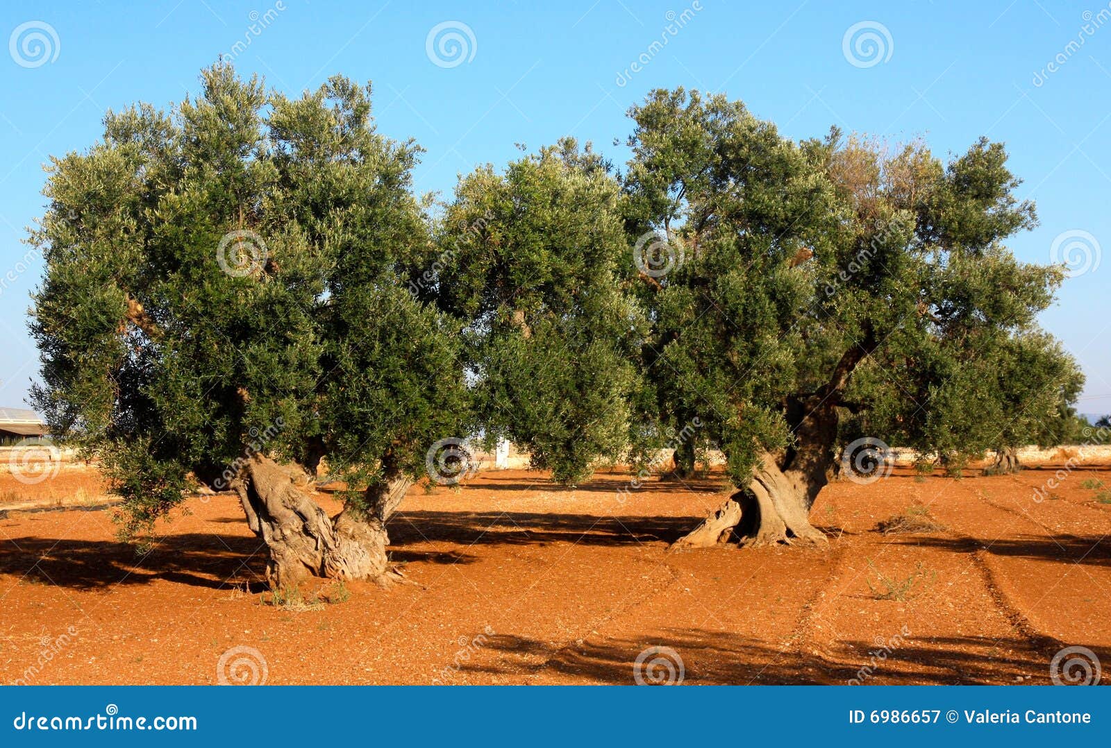 Zwei Alte Olivenbäume in Italien Stockbild - Bild von kabel, farbton ...