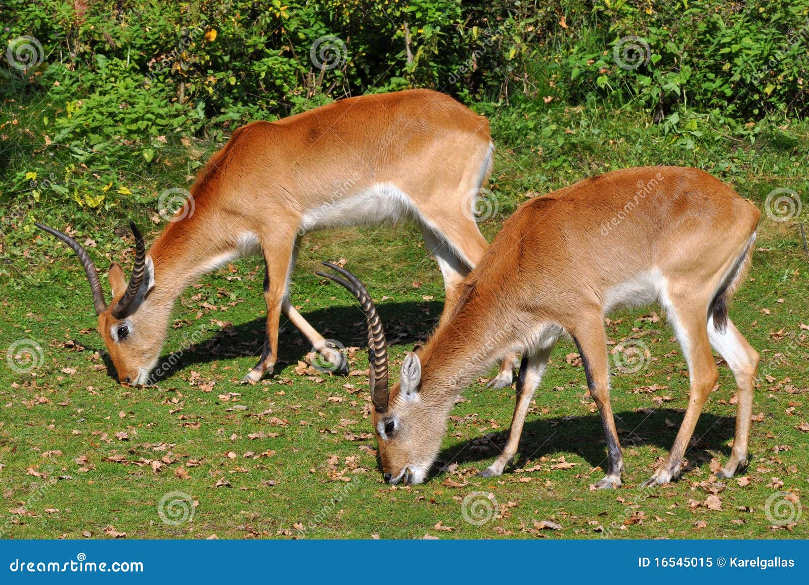 Zwei Antilopen Kafue Lechwe Auf Weide Stockbild - Bild von weide ...