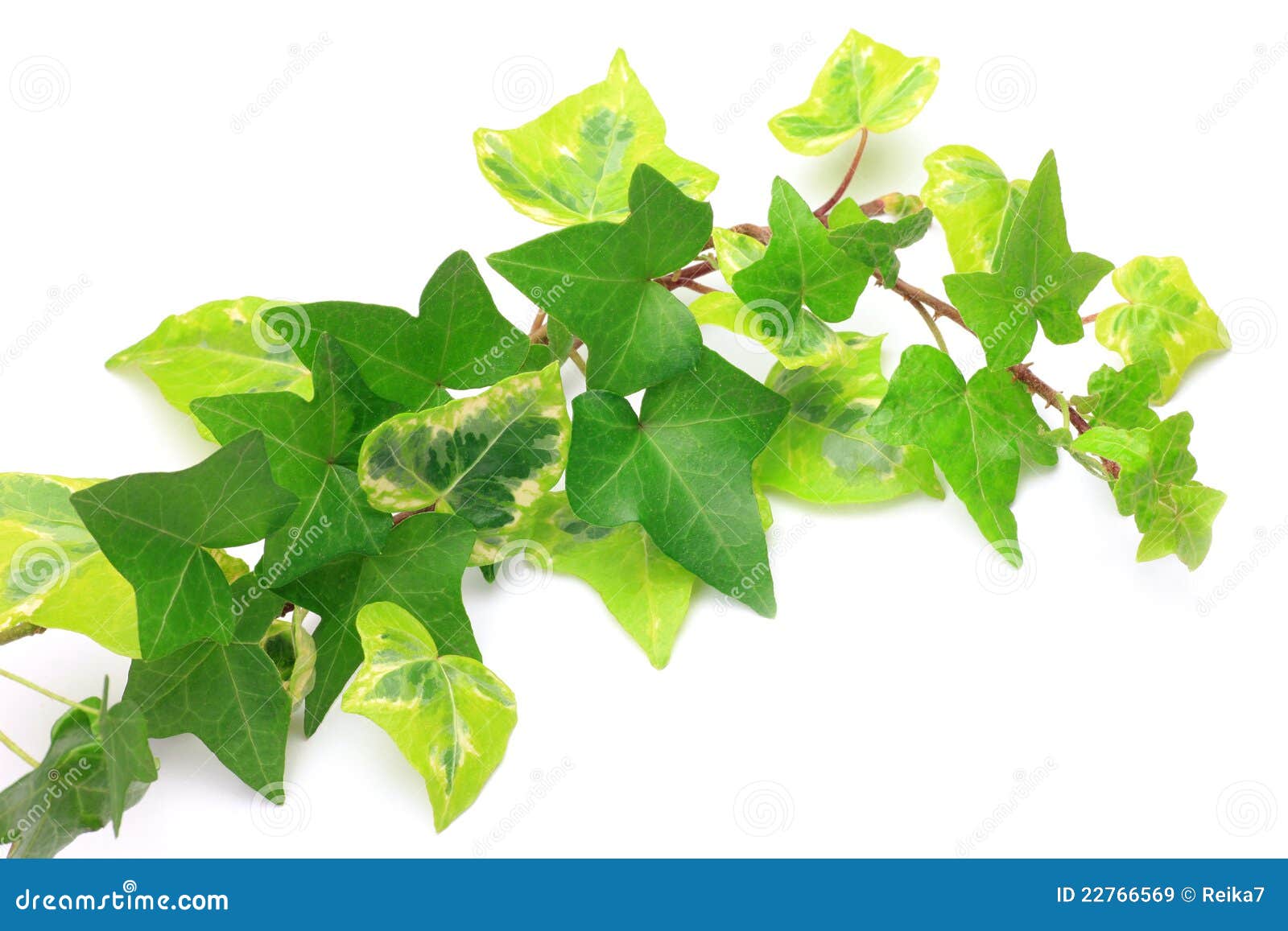 Zwei Arten Efeu stockbild. Bild von blatt, hintergrund - 22766569