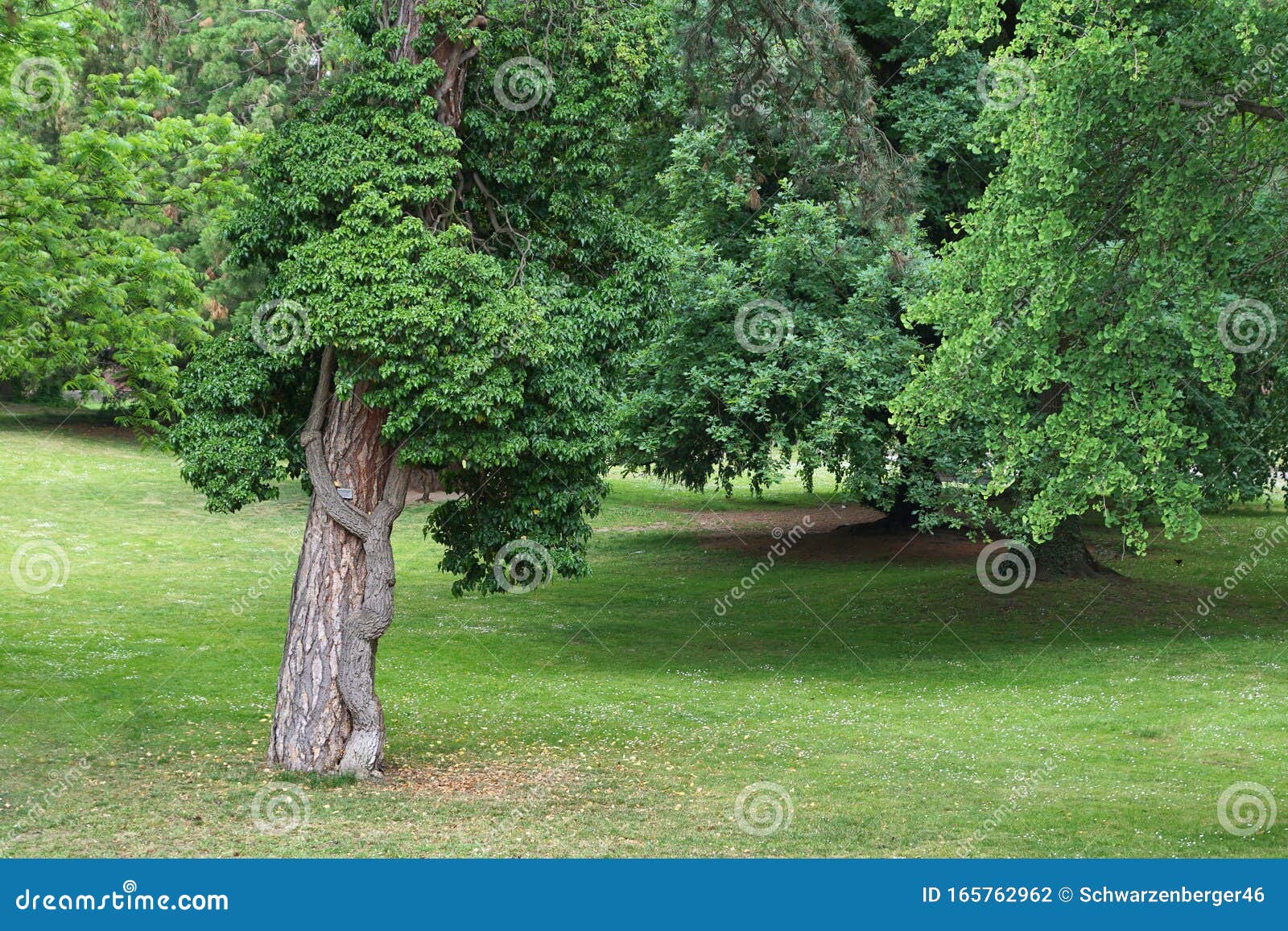 Two Trees Hug Each Other in Loving Embrace Stock Photo - Image of grass ...
