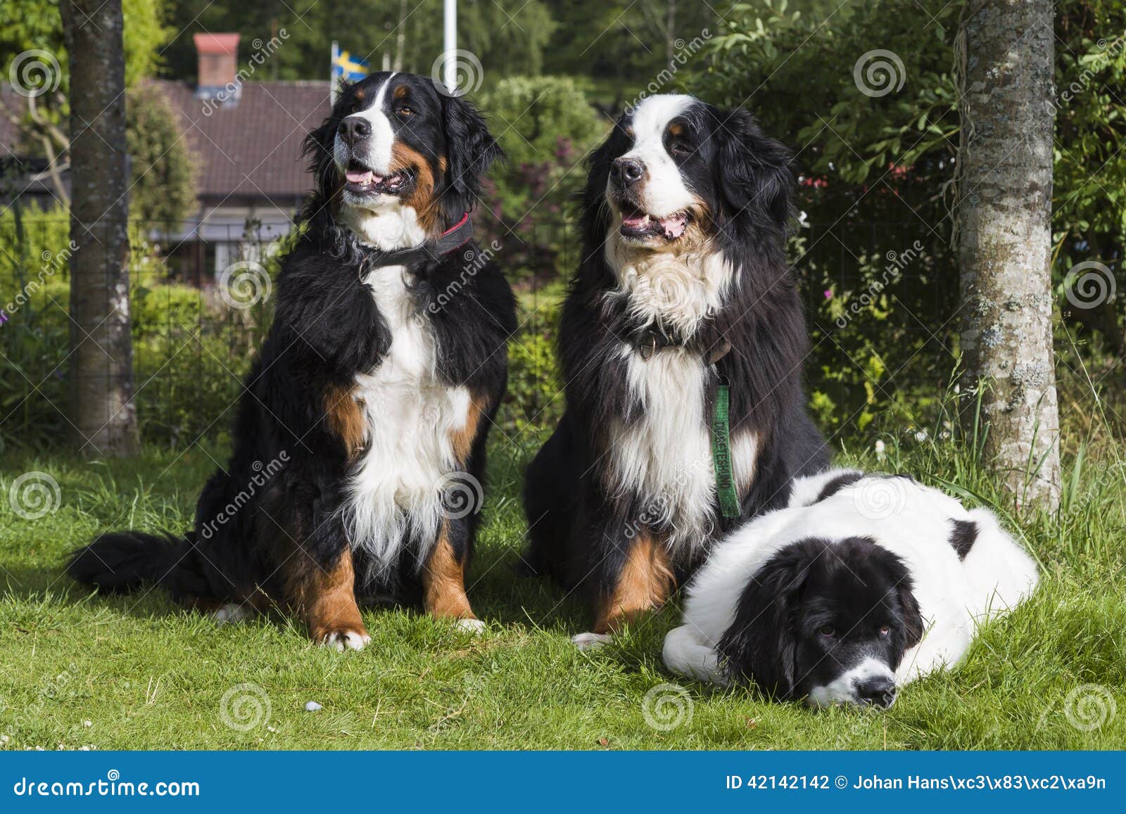Zwei Berne Sennenhunde Und Ein Landseer ECT Stockfoto - Bild von ...