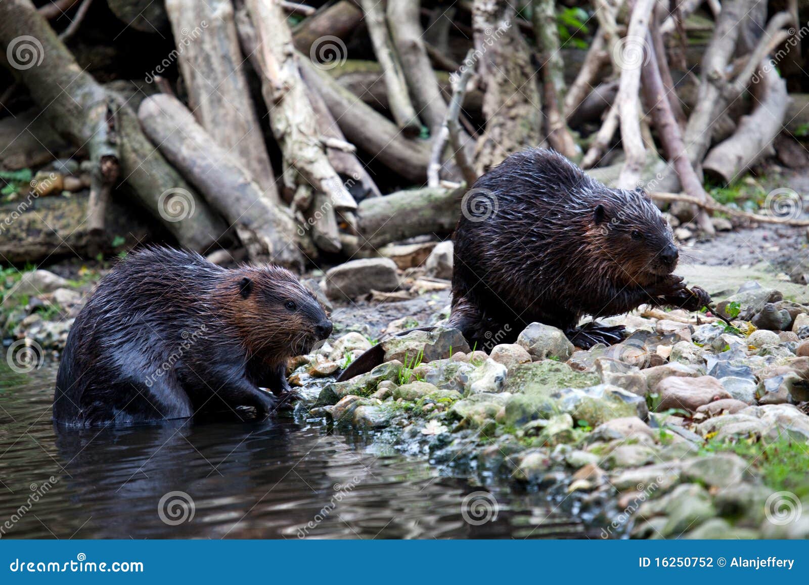 Zwei Biber stockfoto. Bild von paar, wasser, biber, zoologie - 16250752