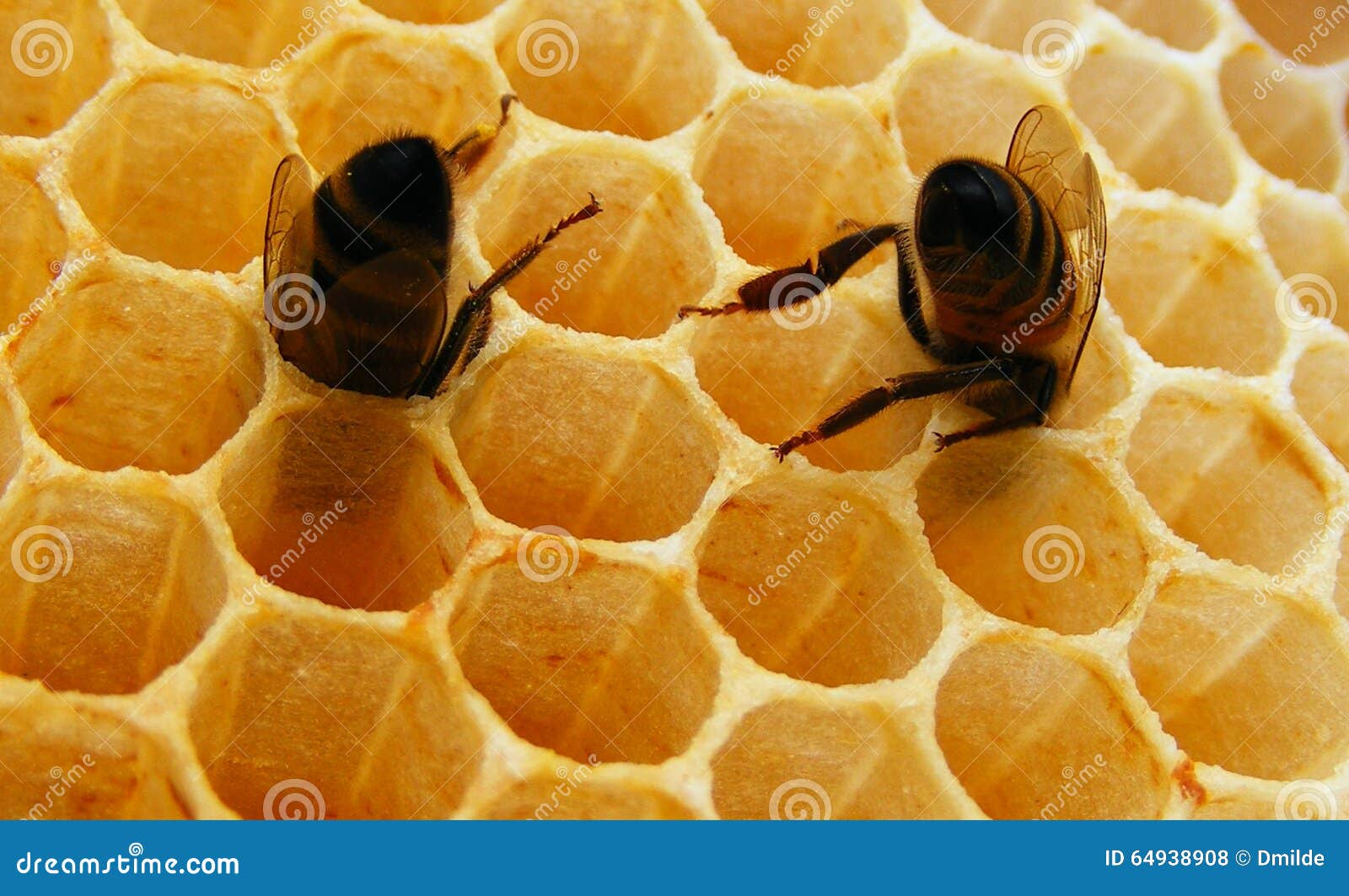 Zwei Bienen Innerhalb Der Bienenwabenzelle Stockfoto - Bild von biene ...