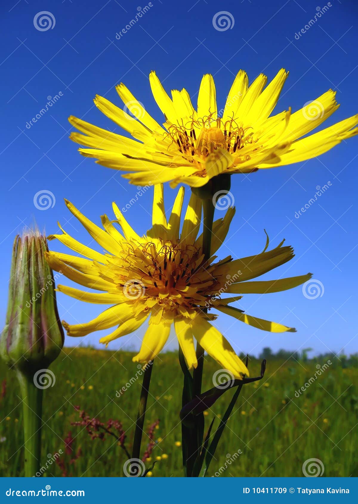 Zwei Blumen stockbild. Bild von nave, blau, sonne, blumen - 10411709