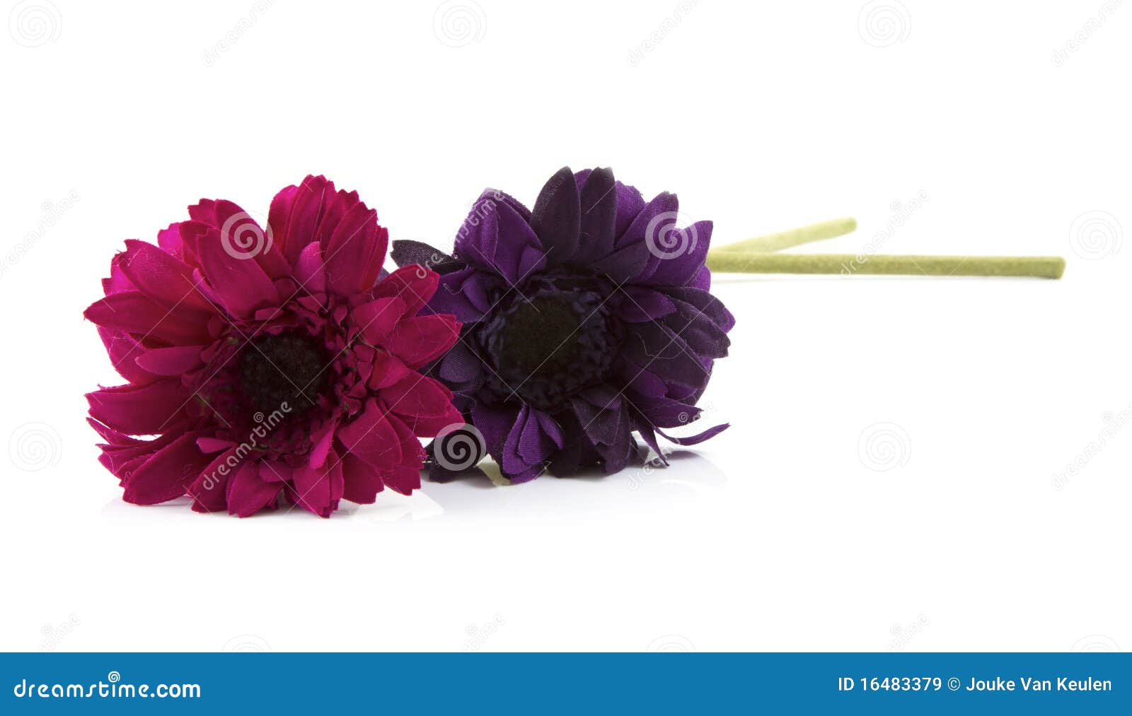 Zwei Blumen stockbild. Bild von blüte, bunt, getrennt - 16483379