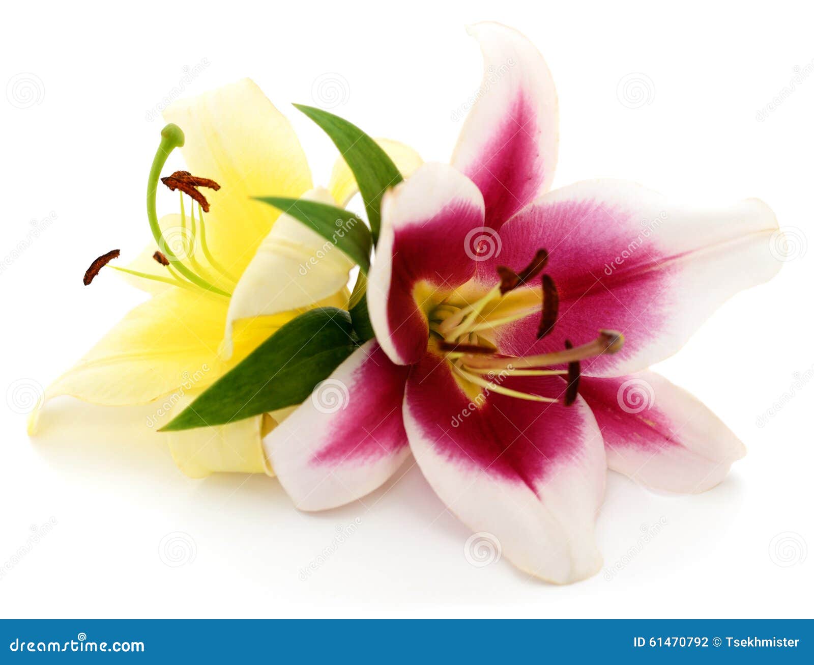 Zwei Blumen stockfoto. Bild von hintergründe, zwei, rosa - 61470792