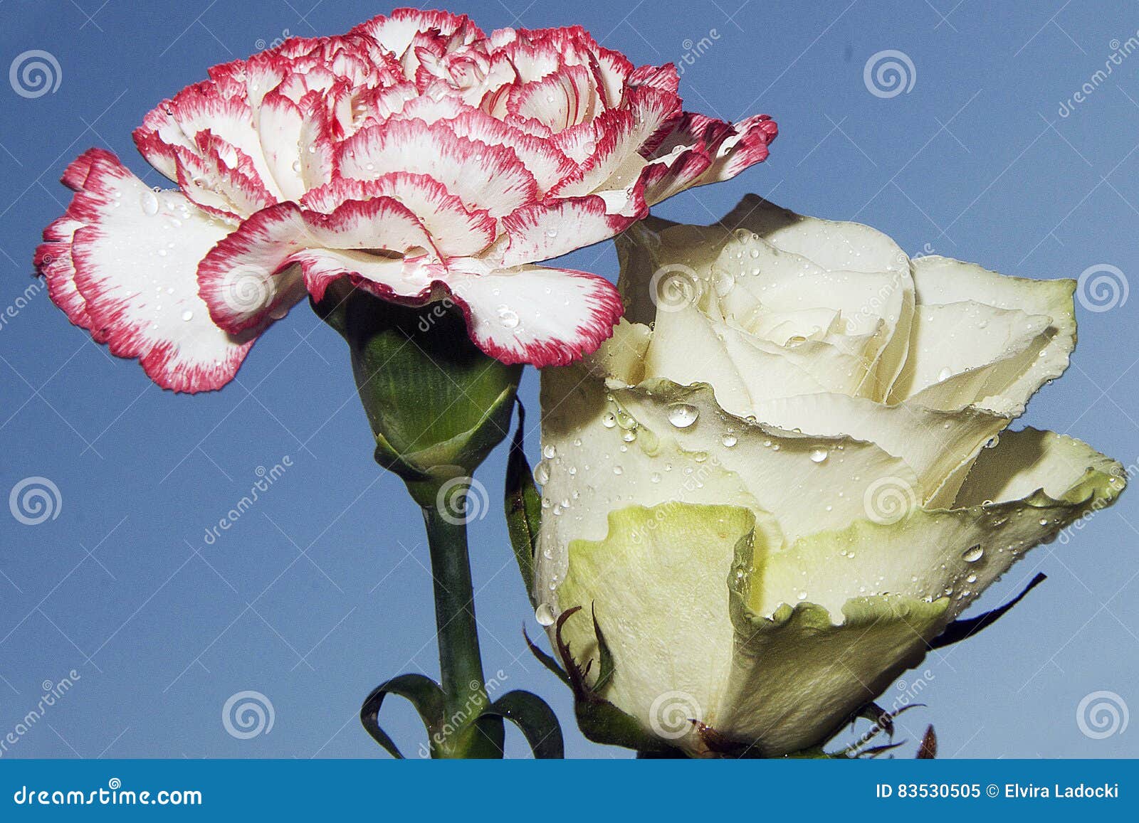 Zwei Blumen stockbild. Bild von gelb, rosa, schönheit - 83530505