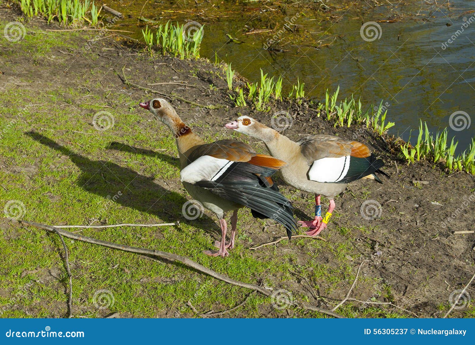 Zwei bunte Enten stockbild. Bild von flug, paar, farbe - 56305237