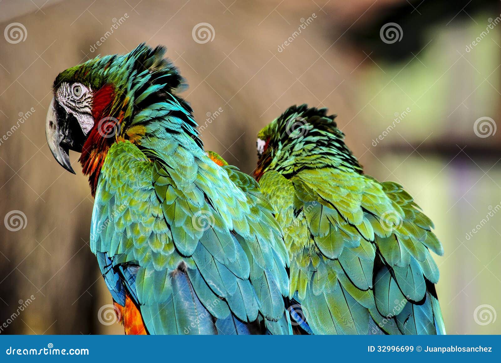 Zwei bunte Papageien stockbild. Bild von pirat, wildnis - 32996699