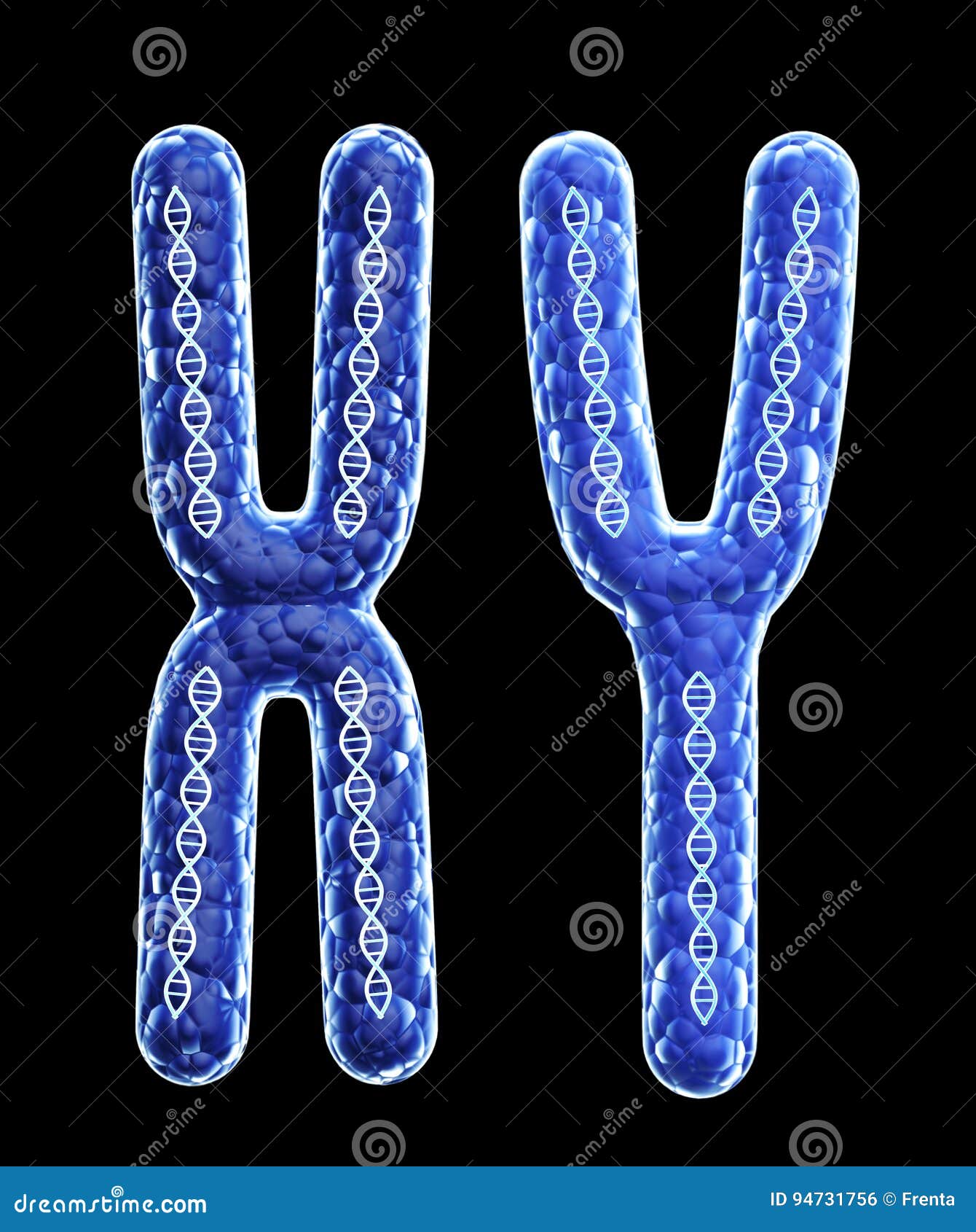 Zwei Chromosom X und Y stock abbildung. Illustration von schwarzes ...