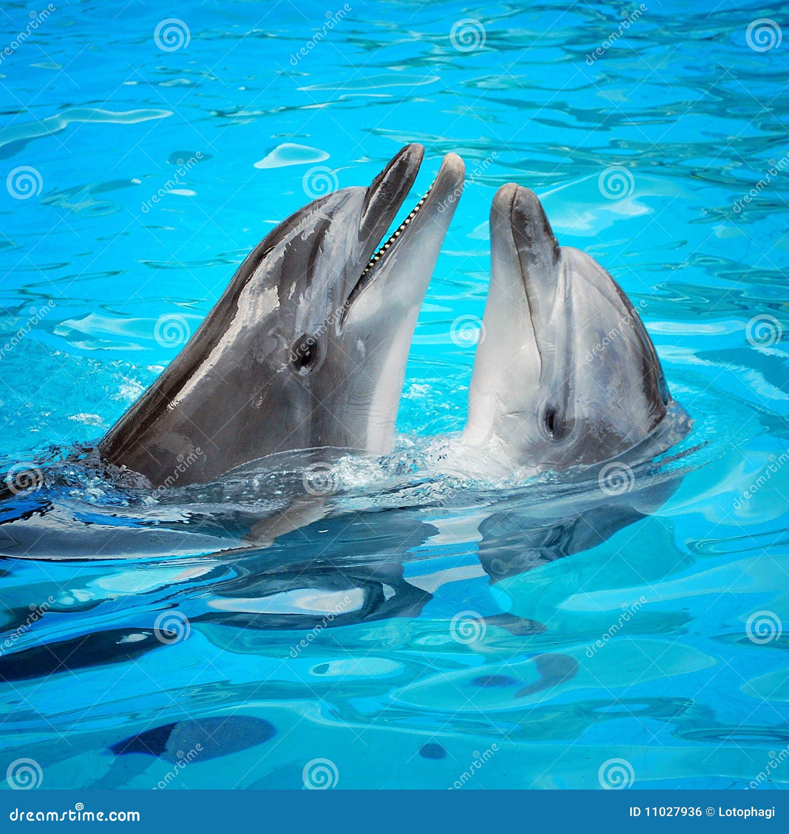 Zwei Delphine stockfoto. Bild von freunde, auszug, tiere - 11027936