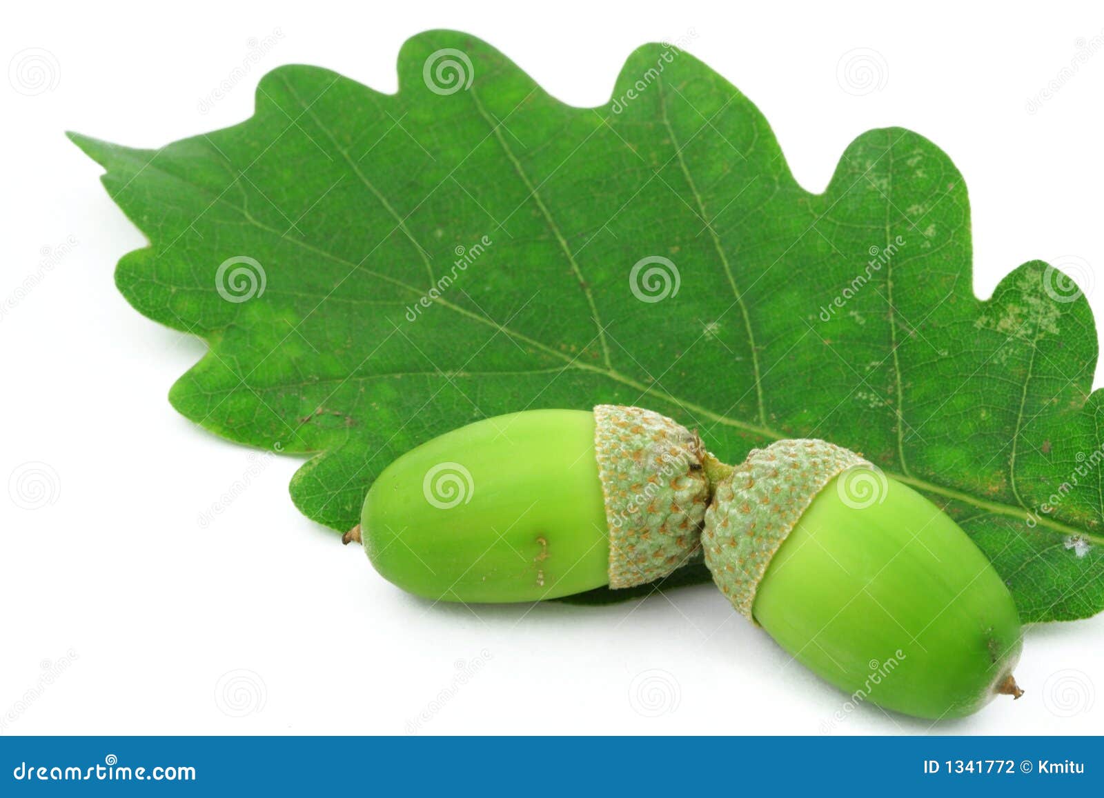 Zwei Eicheln Auf Eichenblatt Stockfoto - Bild von botanik, selten: 1341772