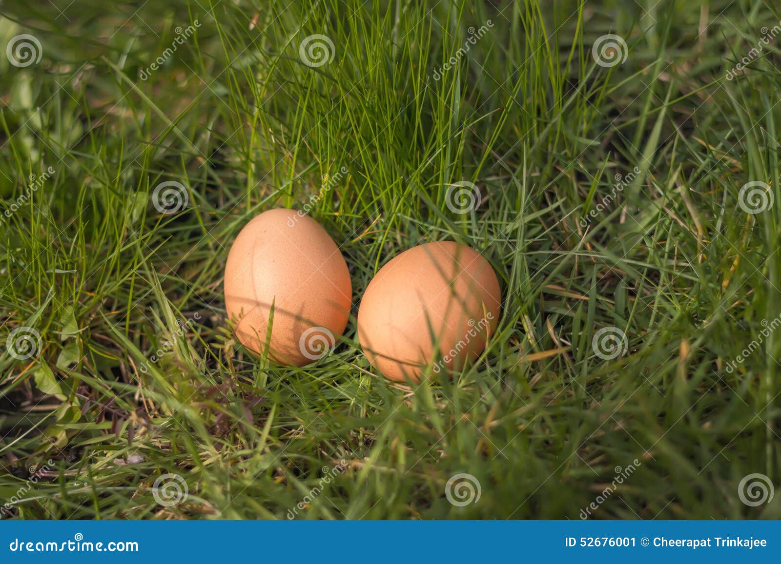 Zwei Eier auf Gras stockbild. Bild von nest, gelb, ostern - 52676001