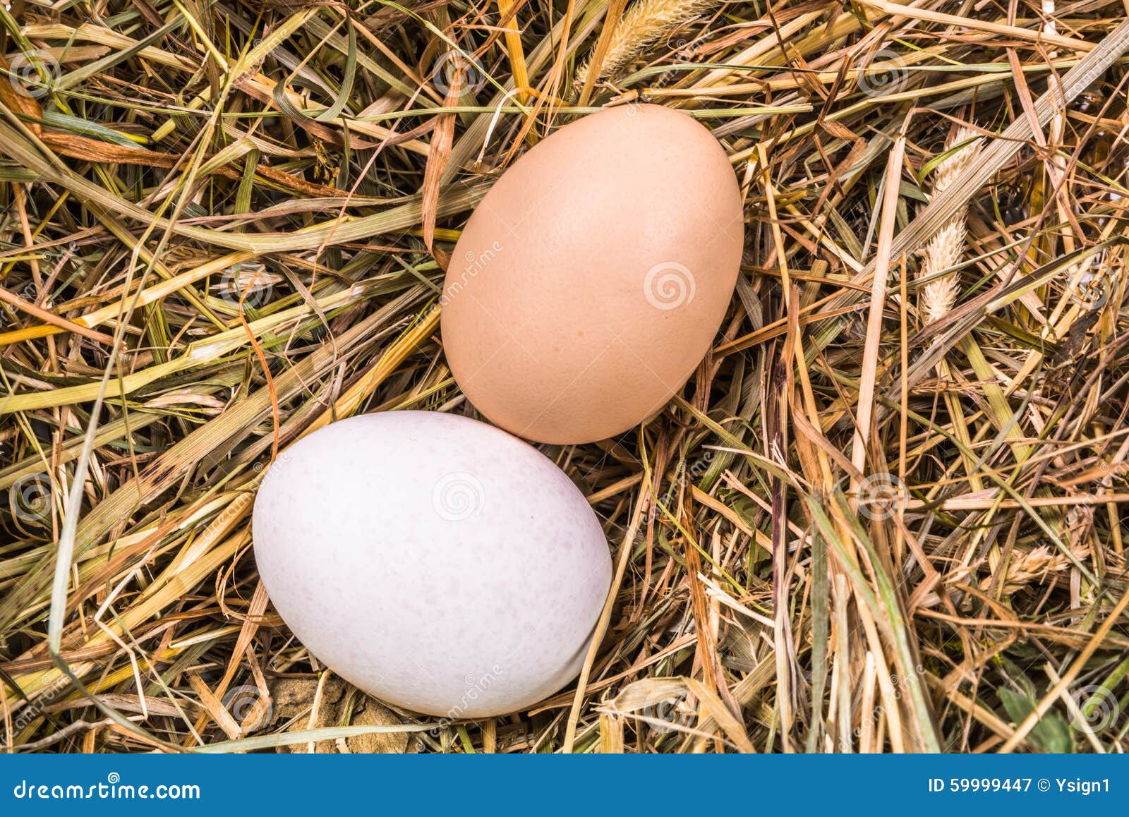 Zwei Eier in Den Verschiedenen Farben Auf Einem Bett Des Heus Stockbild ...