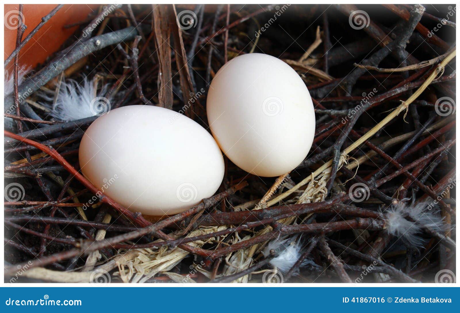 Zwei Eier im Nest stockfoto. Bild von sonderkommando - 41867016