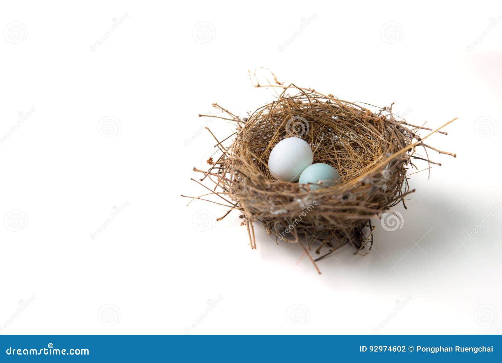 Zwei Eier im Vogelnest stockfoto. Bild von wildnis, braun - 92974602