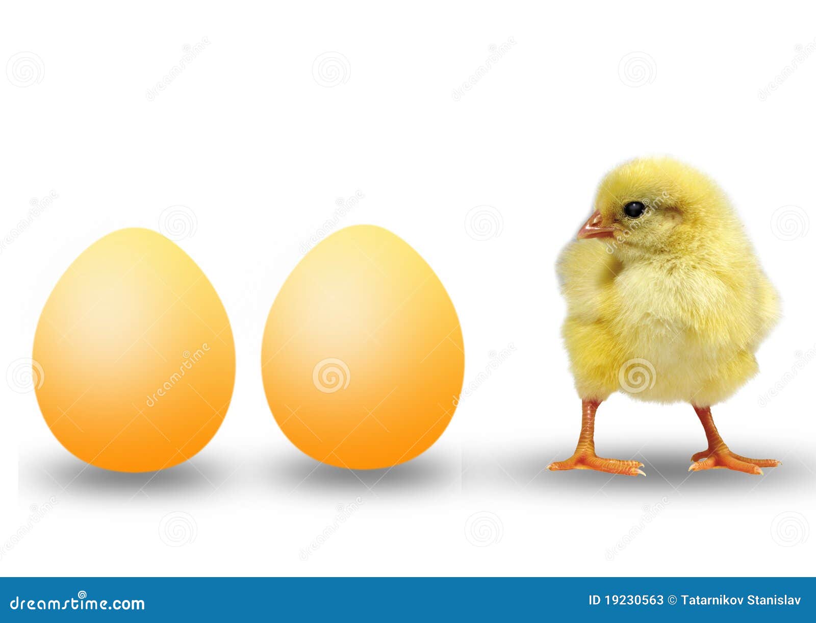 Zwei Eier und kleines Huhn stockbild. Bild von tier, inkubator - 19230563