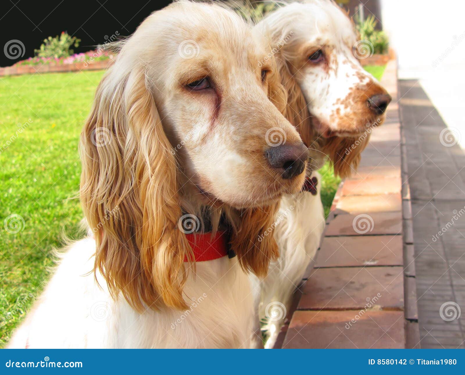 Zwei Englische Cockerspanielwelpen Stockfoto - Bild von cockerspaniel ...