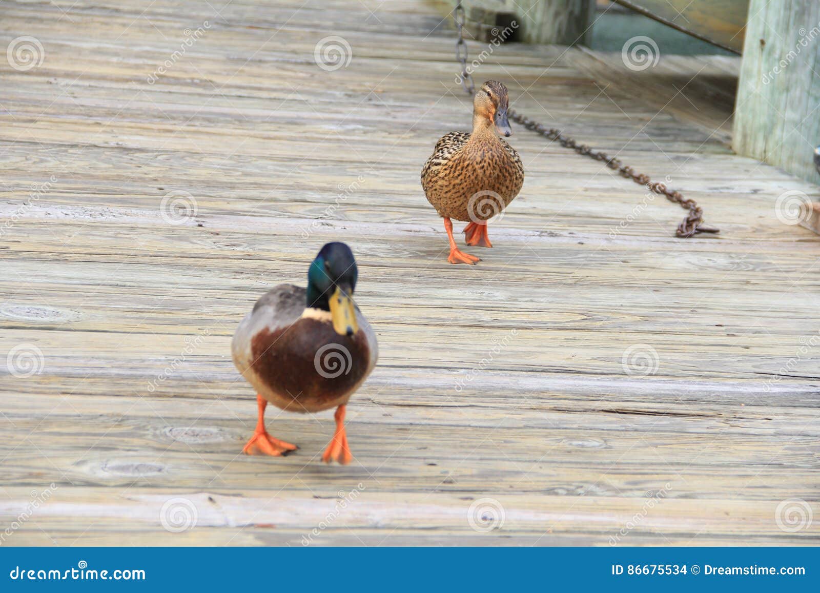 Zwei Enten stockfoto. Bild von ente, holz, stockente - 86675534