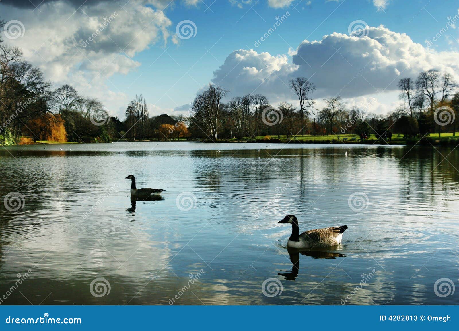 Zwei Enten im See stockbild. Bild von nave, bauernhof - 4282813