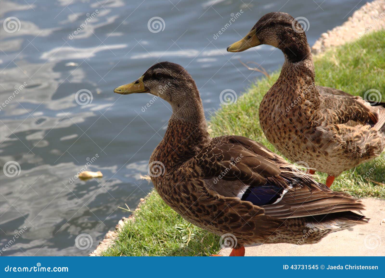 Zwei Enten nahe einem See stockbild. Bild von park, texas - 43731545