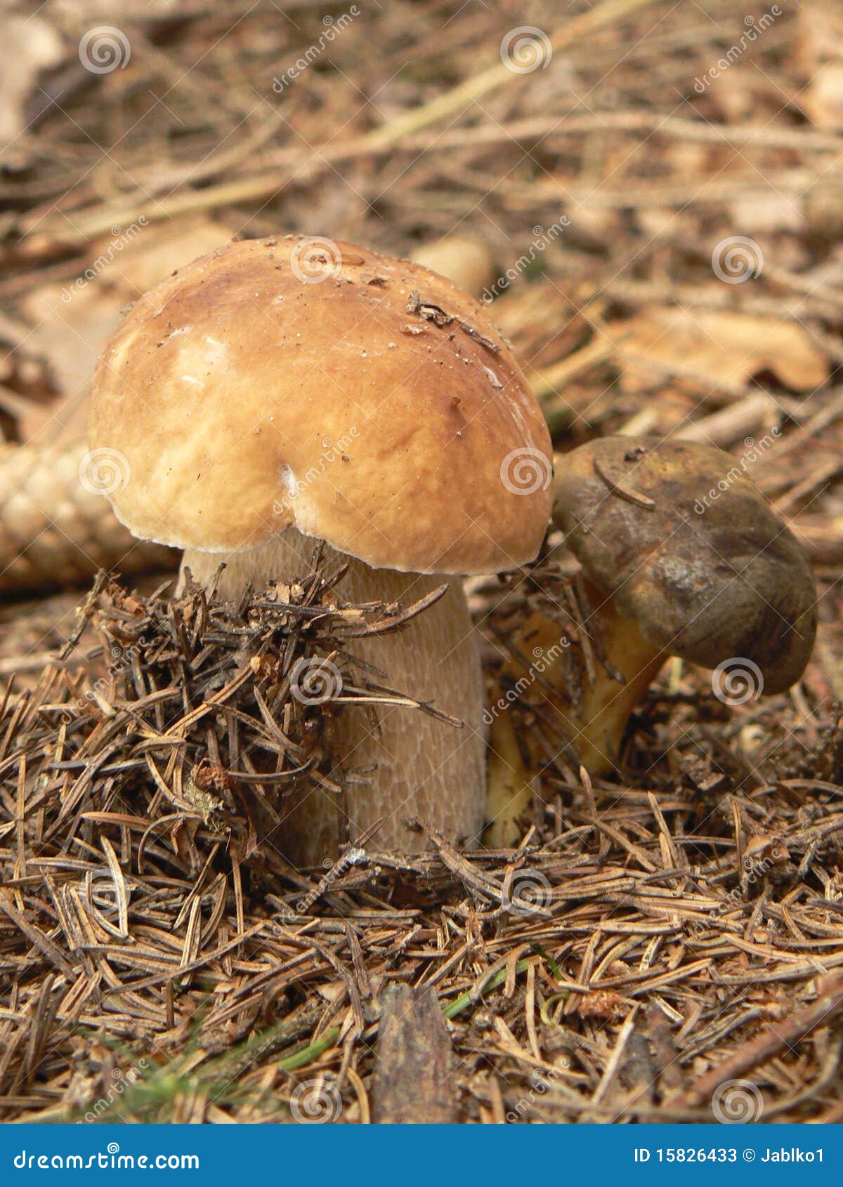 Zwei essbare Pilze stockbild. Bild von pilz, pilzkunde - 15826433