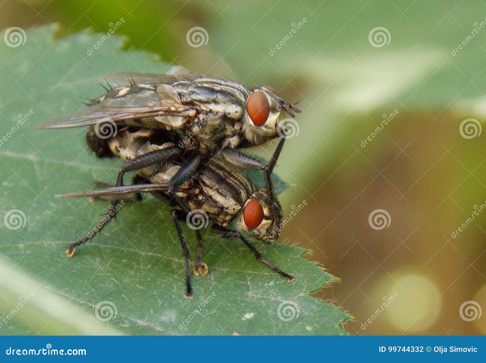 Zwei Fliegen stockfoto. Bild von makro, blatt, betrieb - 99744332