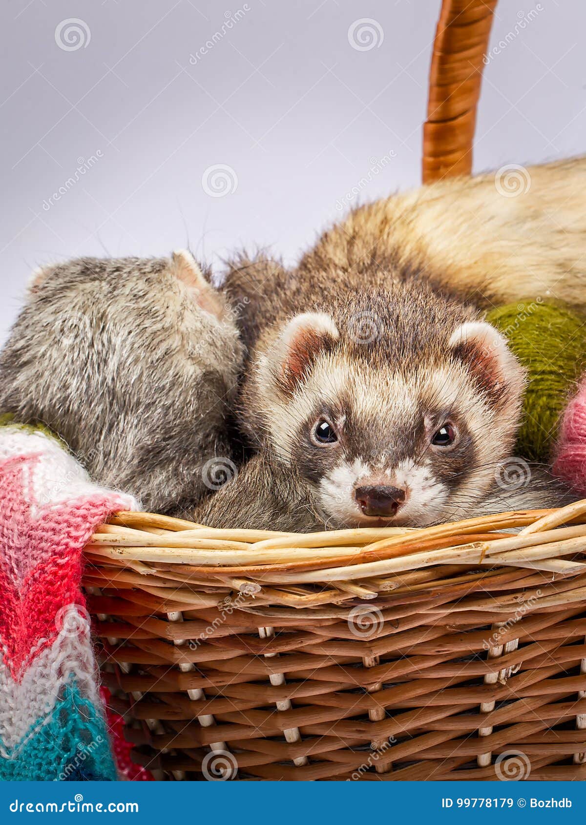 Zwei Frettchen, Die in Einem Korb Sitzen Stockbild - Bild von decke ...