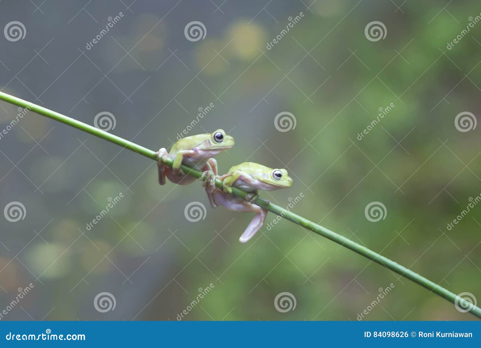 Zwei Frosch, Tier, stockfoto. Bild von blau, pummelig - 84098626