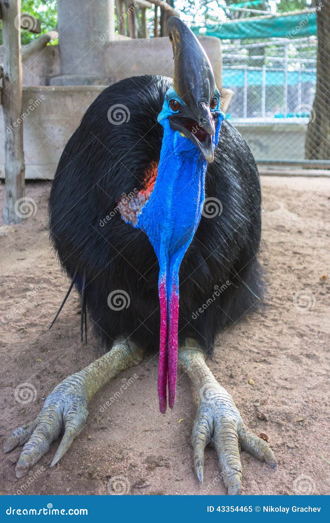 Zwei-geflochter Kasuar stockbild. Bild von helmkasuar - 43354465