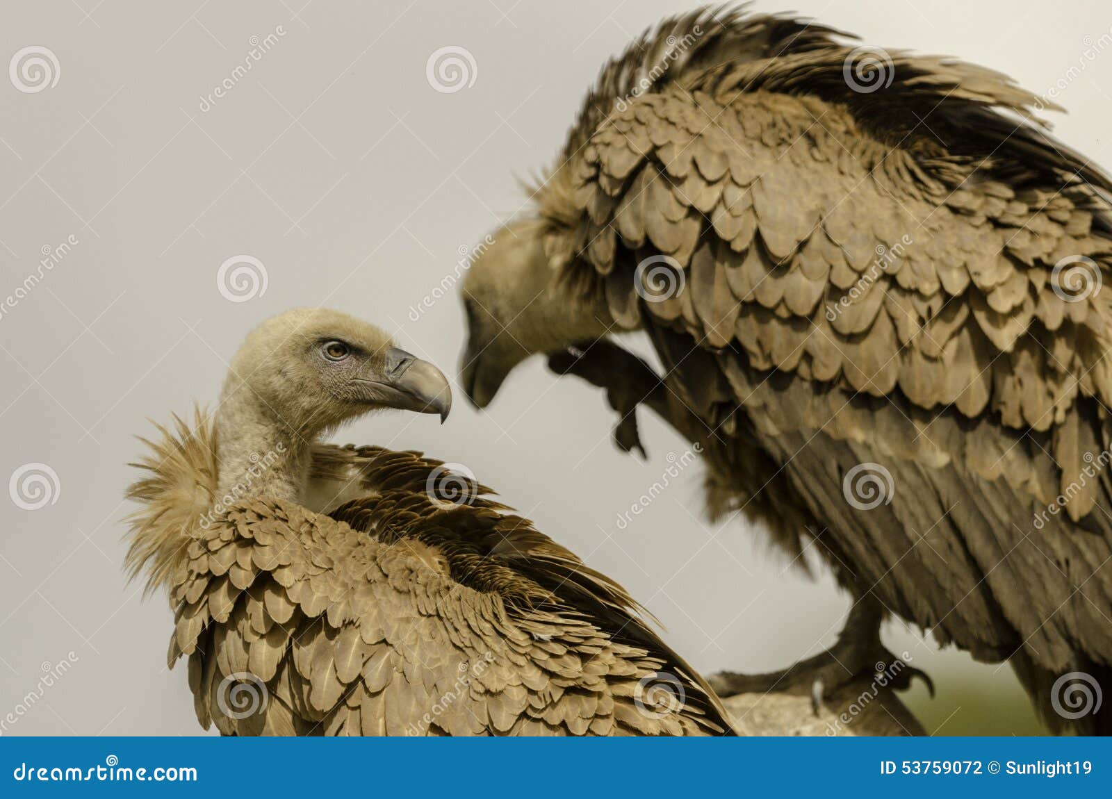 Zwei Geier auf einem Baum stockfoto. Bild von fliege - 53759072
