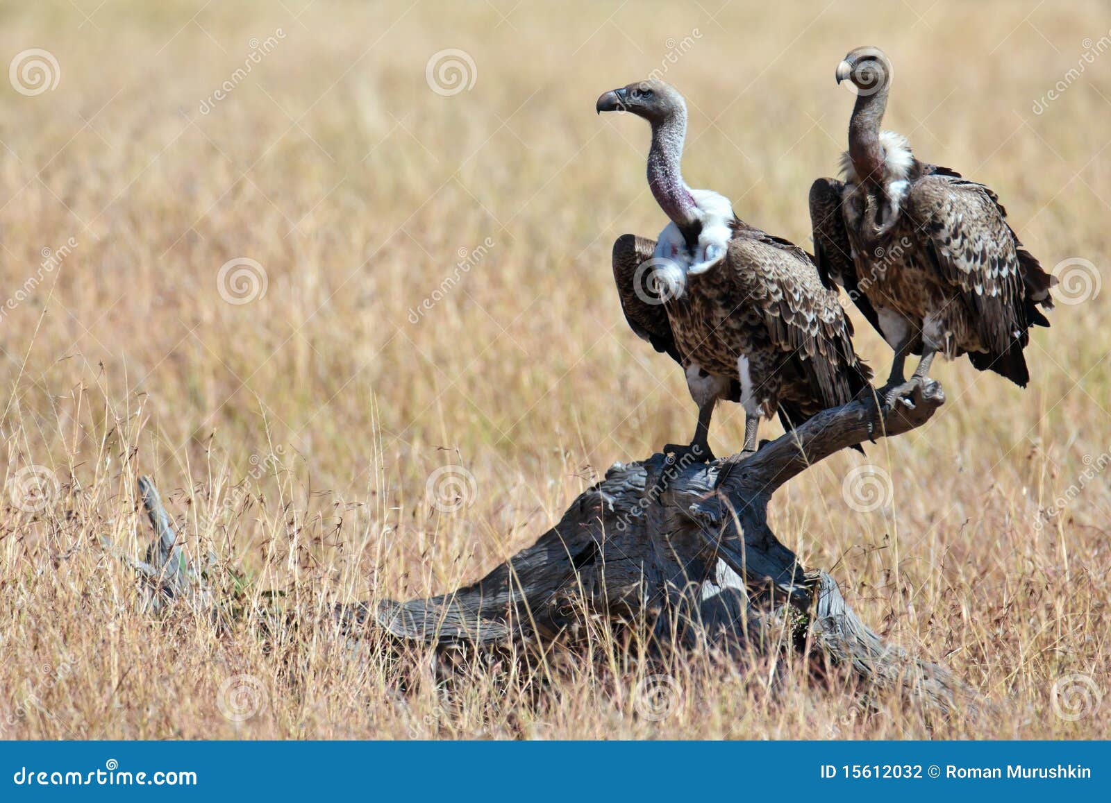Zwei Geier Sitzt Auf Dem Baumstumpf Stockfoto - Bild von erhaltung ...