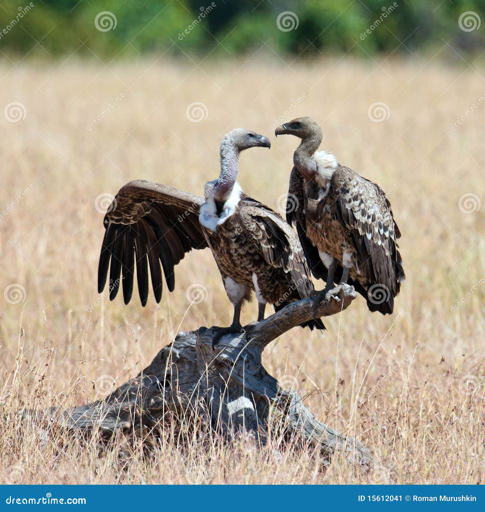 Zwei Geier Sitzt Auf Dem Baumstumpf Stockbild - Bild von drei, laub ...