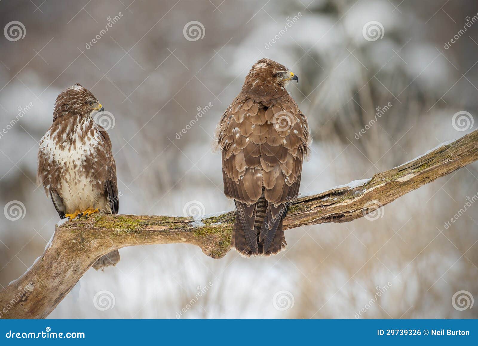 Zwei Bussarde Auf Einem Alten Baum Stockfoto - Bild von maus, kalt ...