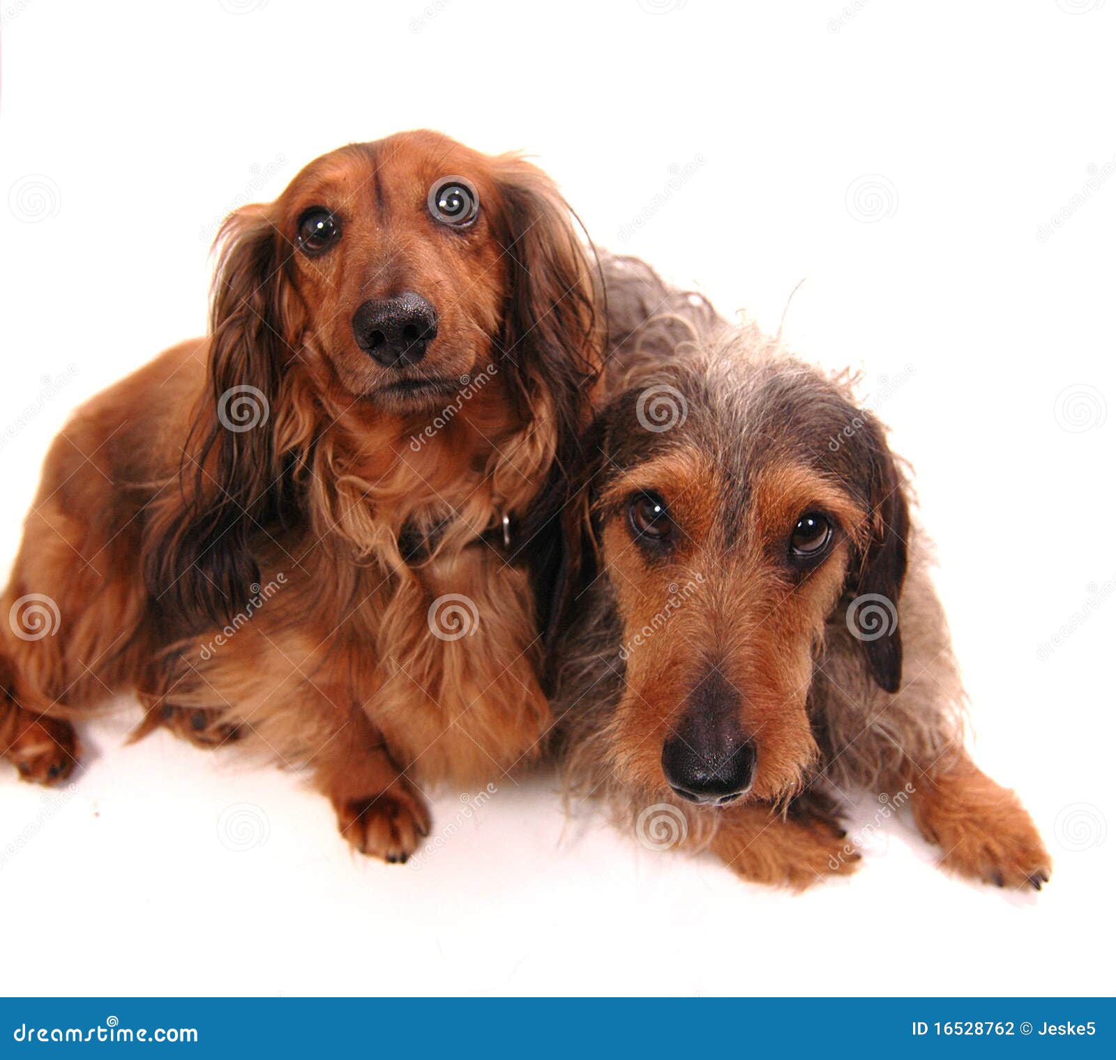 Zwei Hunde stockfoto. Bild von porträt, zwei, gemeinsam - 16528762