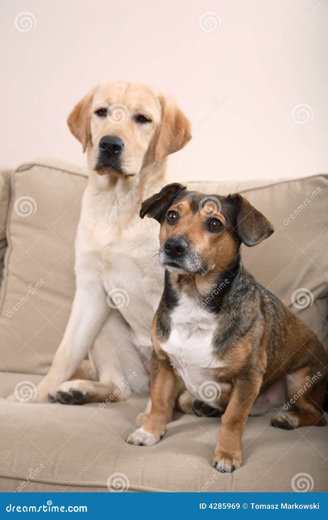 Zwei Hunde auf einer Couch stockbild. Bild von hund, eckzähne - 4285969