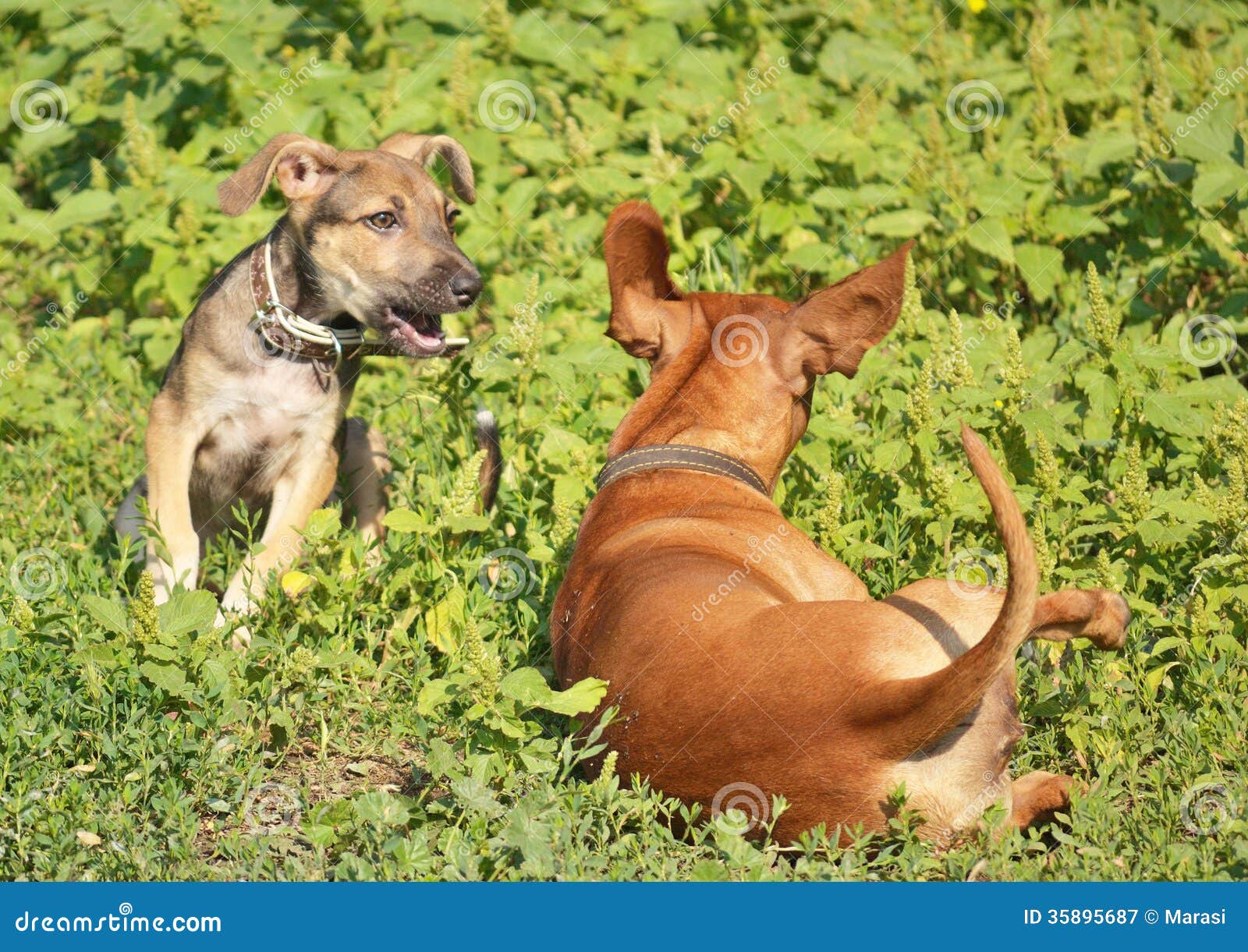 Zwei Hunde, Die Im Gras Spielen Stockbild - Bild von tätigkeit ...