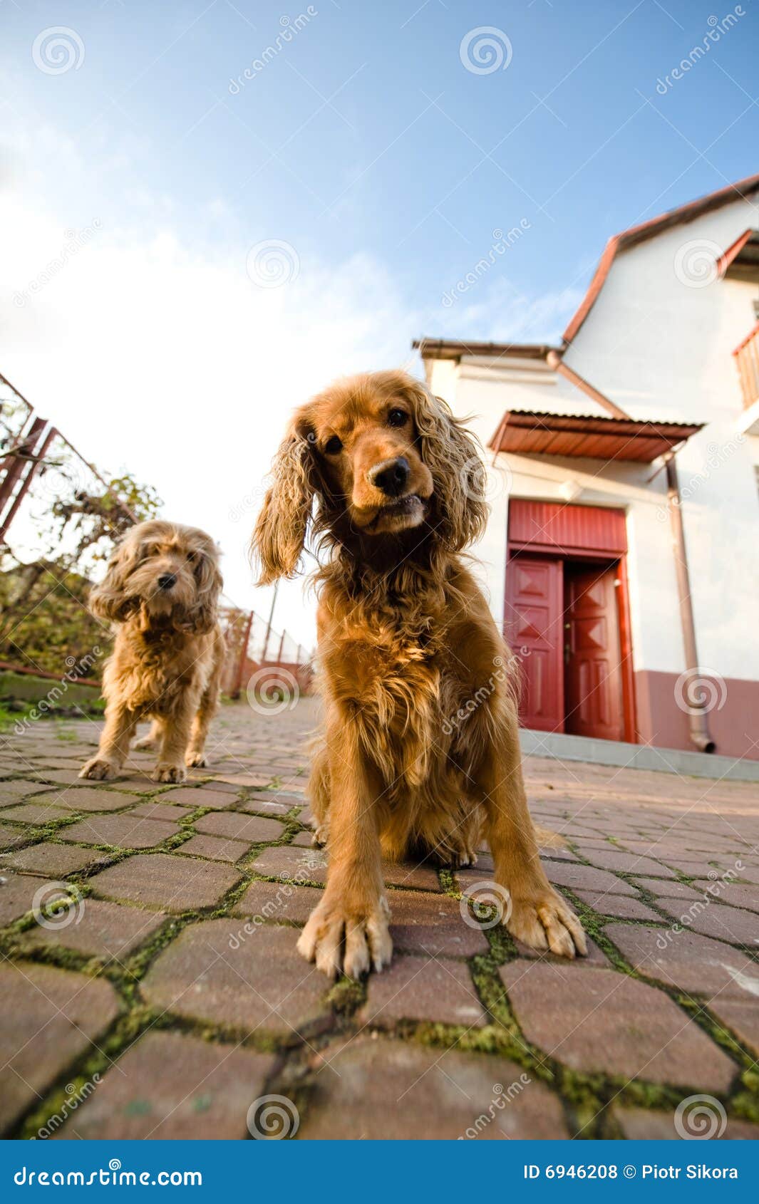 Zwei Hunde in Einer Frontseite Des Hauses Stockfoto - Bild von ...