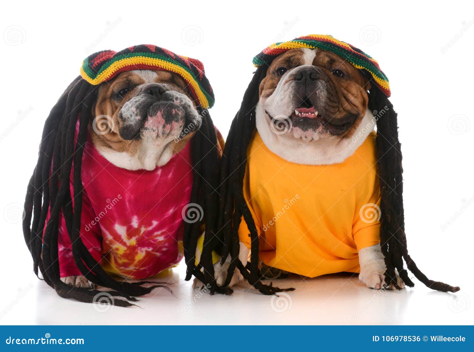 Zwei Hunde mit Dreadlock stockfoto. Bild von dreadlocks - 106978536