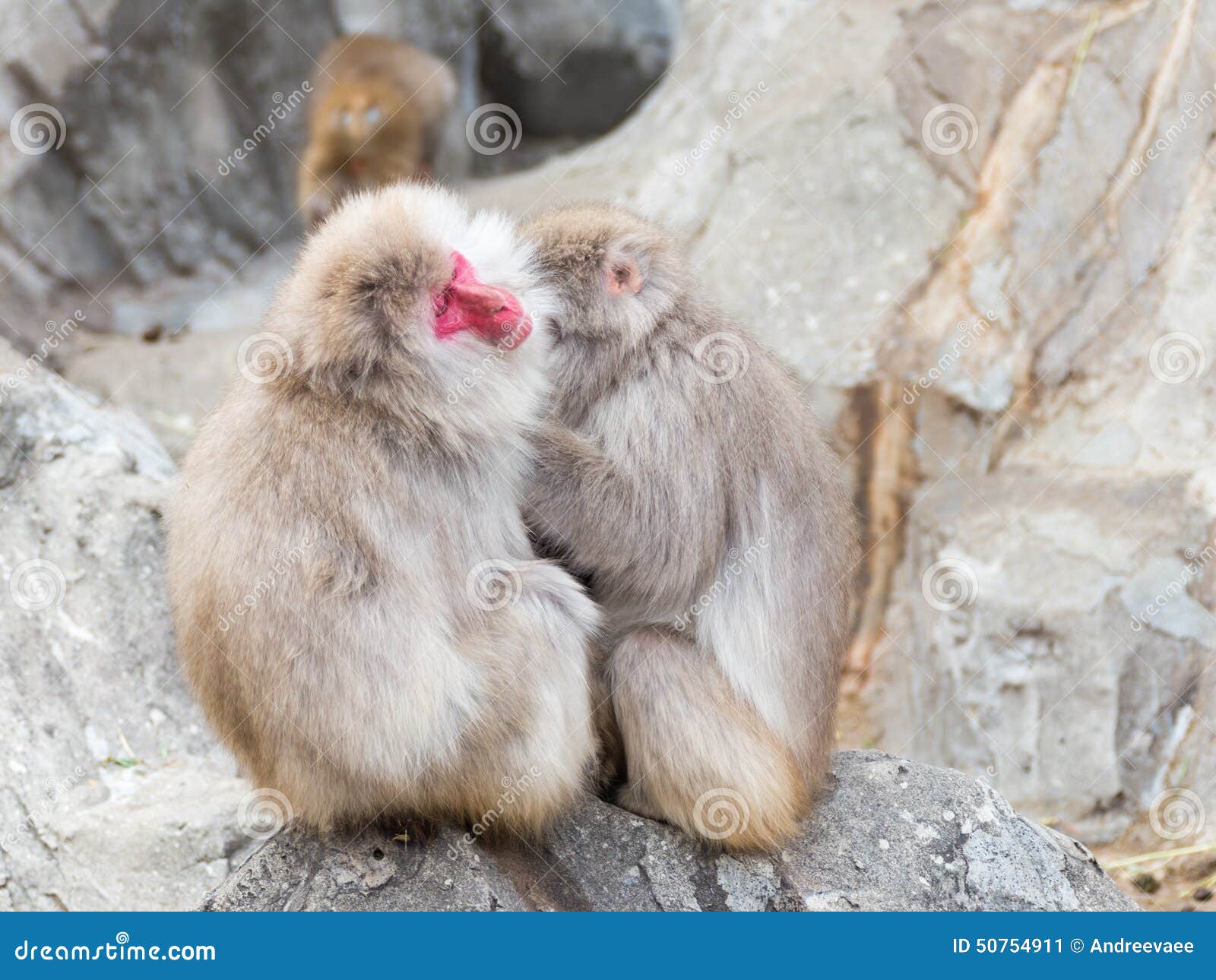 Zwei japanische Makaken stockbild. Bild von säugetier - 50754911