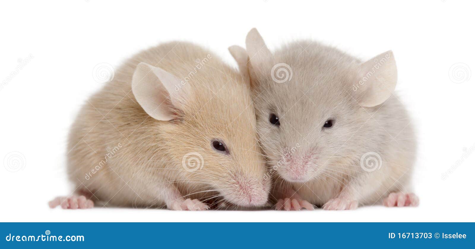 Zwei junge Mäuse stockbild. Bild von voll, inländisch - 16713703